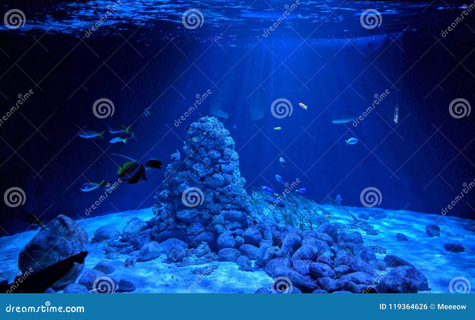 Sea life stock photo. Image of aquarium, fish, life - 119364626