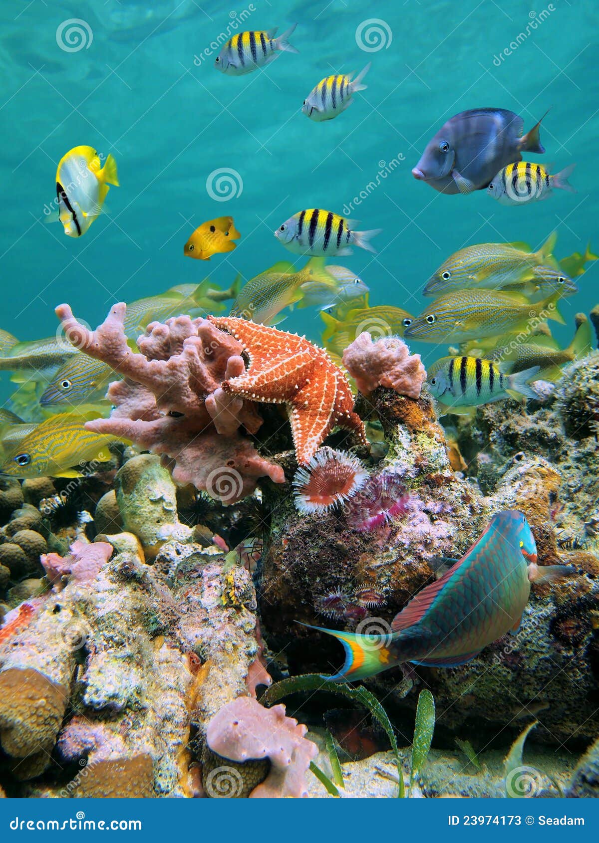 Sea-life colors stock image. Image of deep, oreaster - 23974173