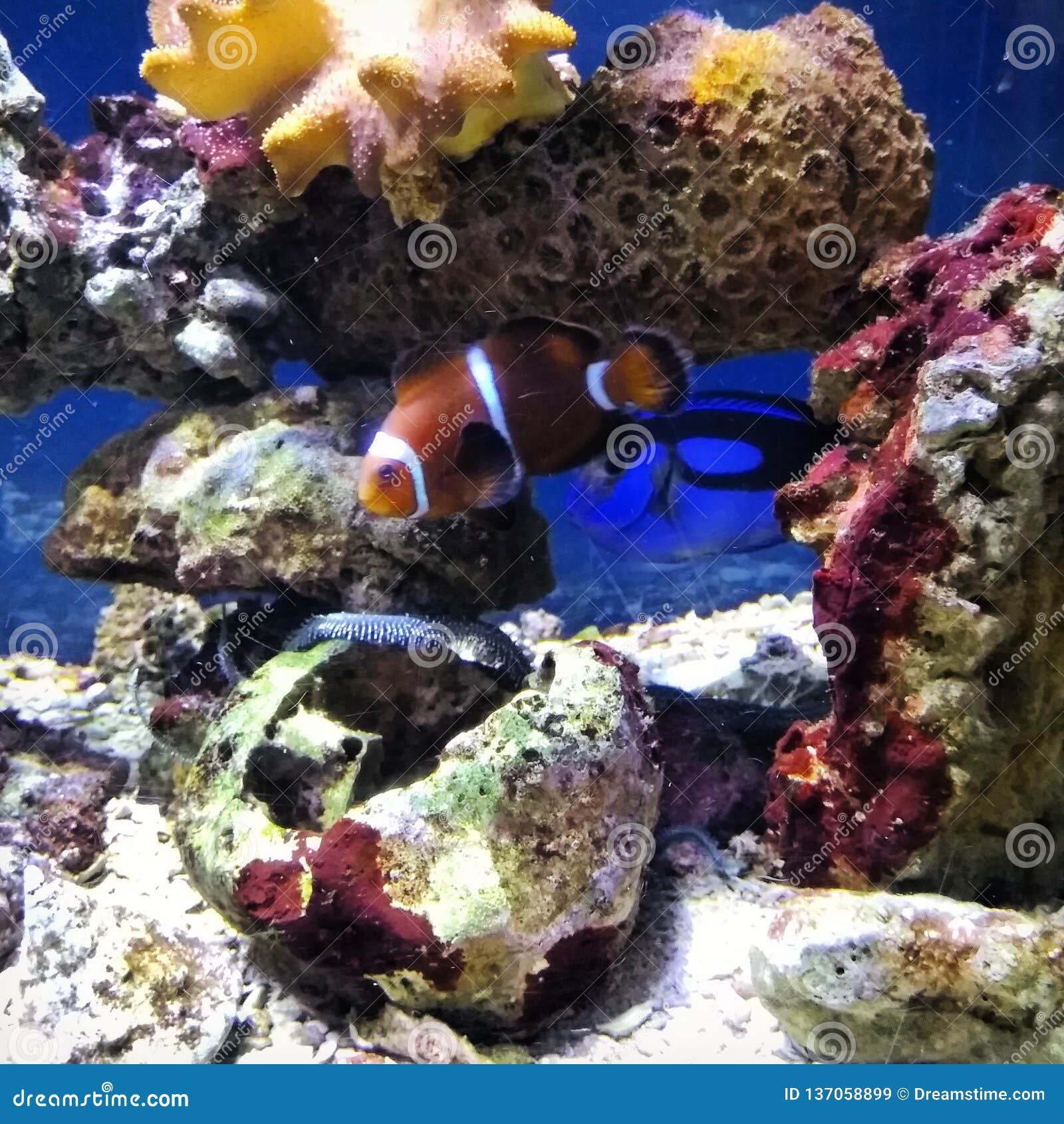 Sea life stock image. Image of life, water, marine, fish - 137058899