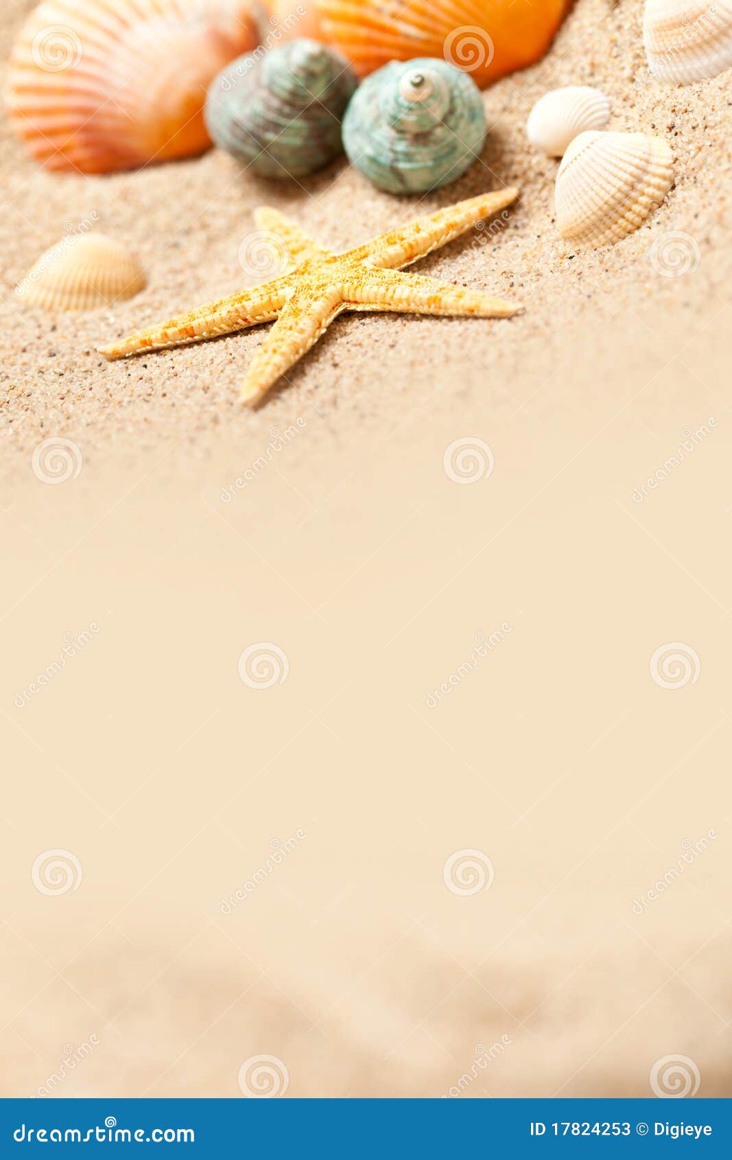 Sea life - shells stock image. Image of seashell, summer - 17824253