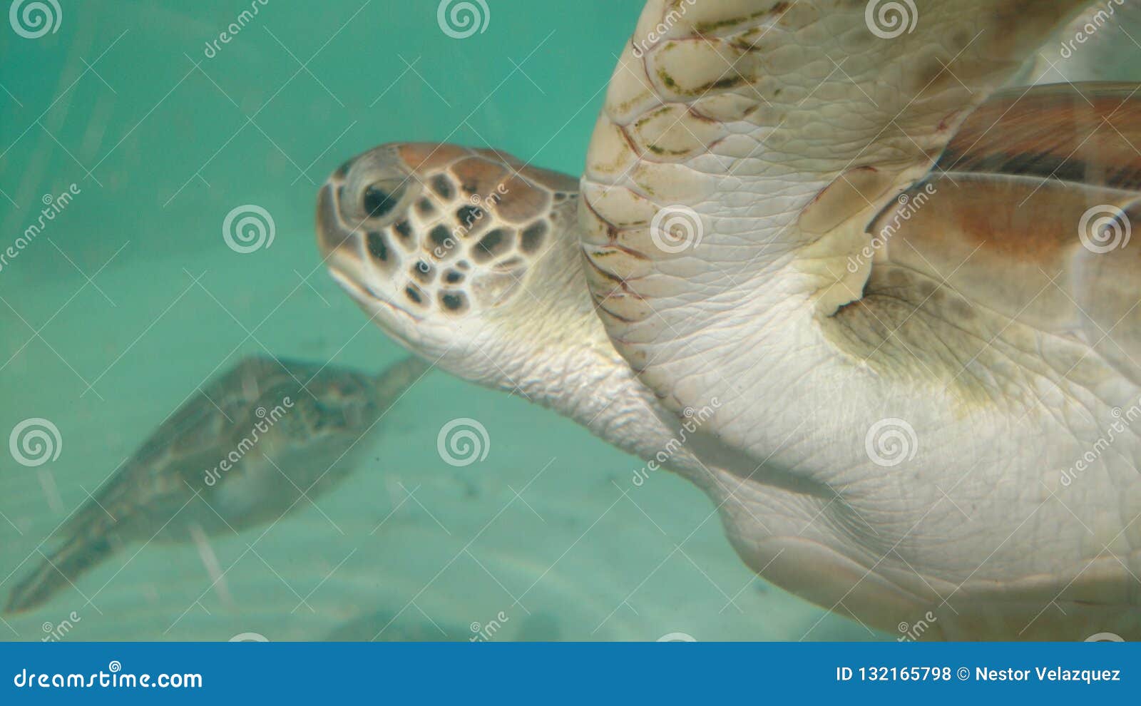 Sea life turtles mexico stock photo. Image of life, beach - 132165798