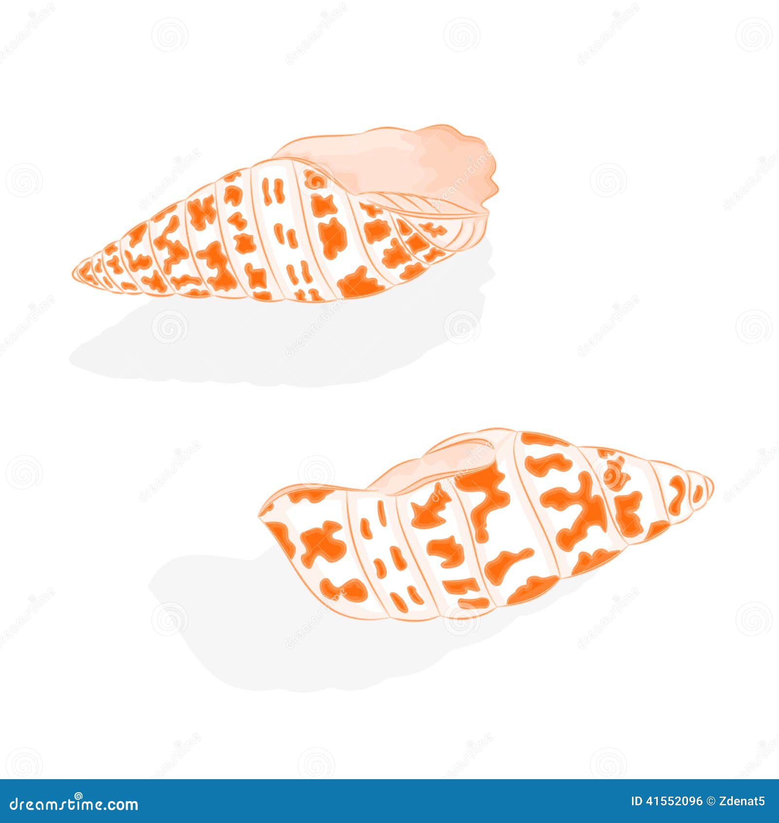 Set Of Sea Shells Vector Illustration, Isolate Marine Life ...