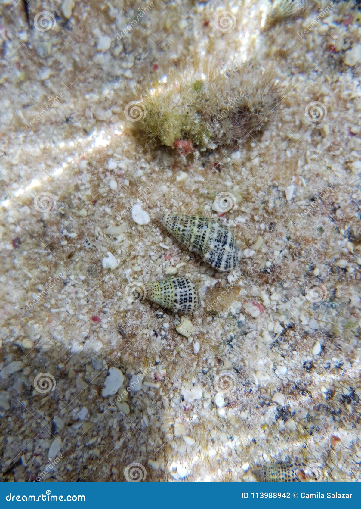 Sea Life stock photo. Image of sand, life, underwater - 113988942