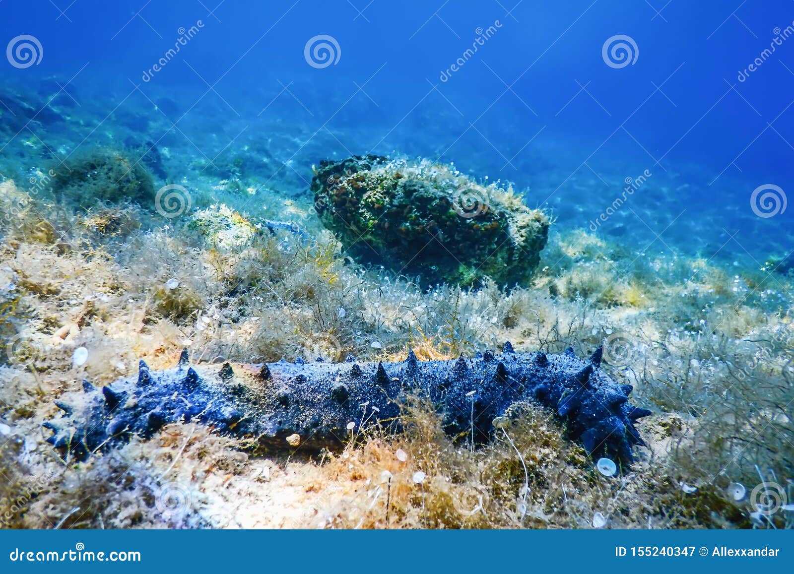 Sea Life Underwater, Large Sea Cucumber Seabed Stock Image - Image of ...