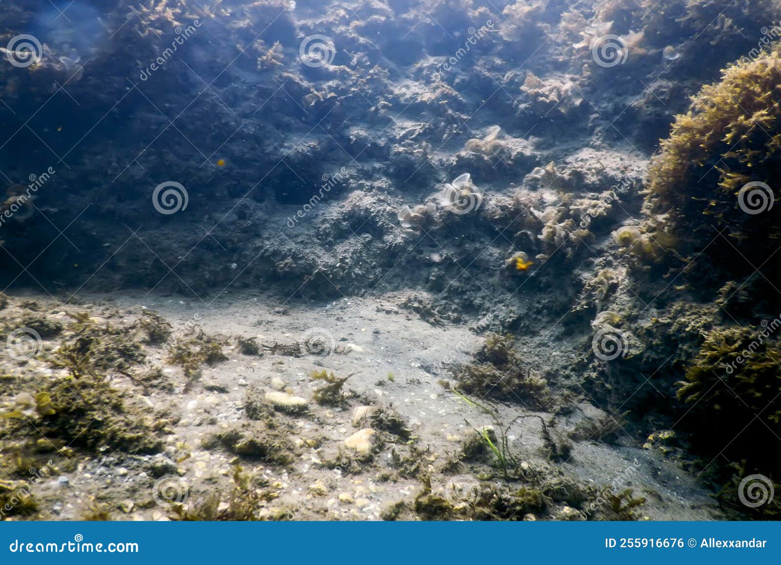Sea Life Underwater Rocks Sunlight Stock Photo - Image of life, natural ...