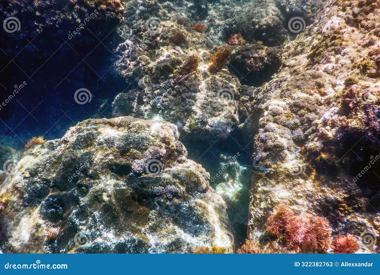 Sea Life Underwater Rocks Sunlight, Underwater Stock Image - Image of ...