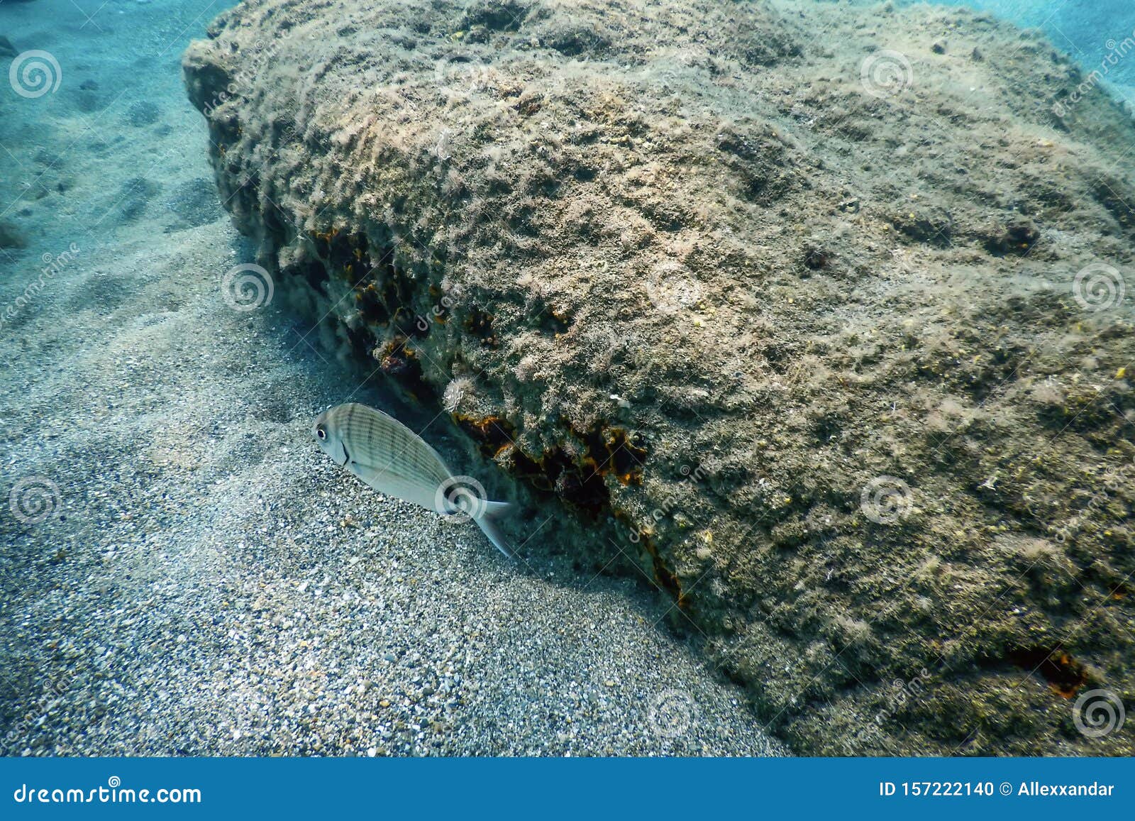 Sea Life Underwater Rocks Sunlight, Underwater Life Stock Photo - Image ...