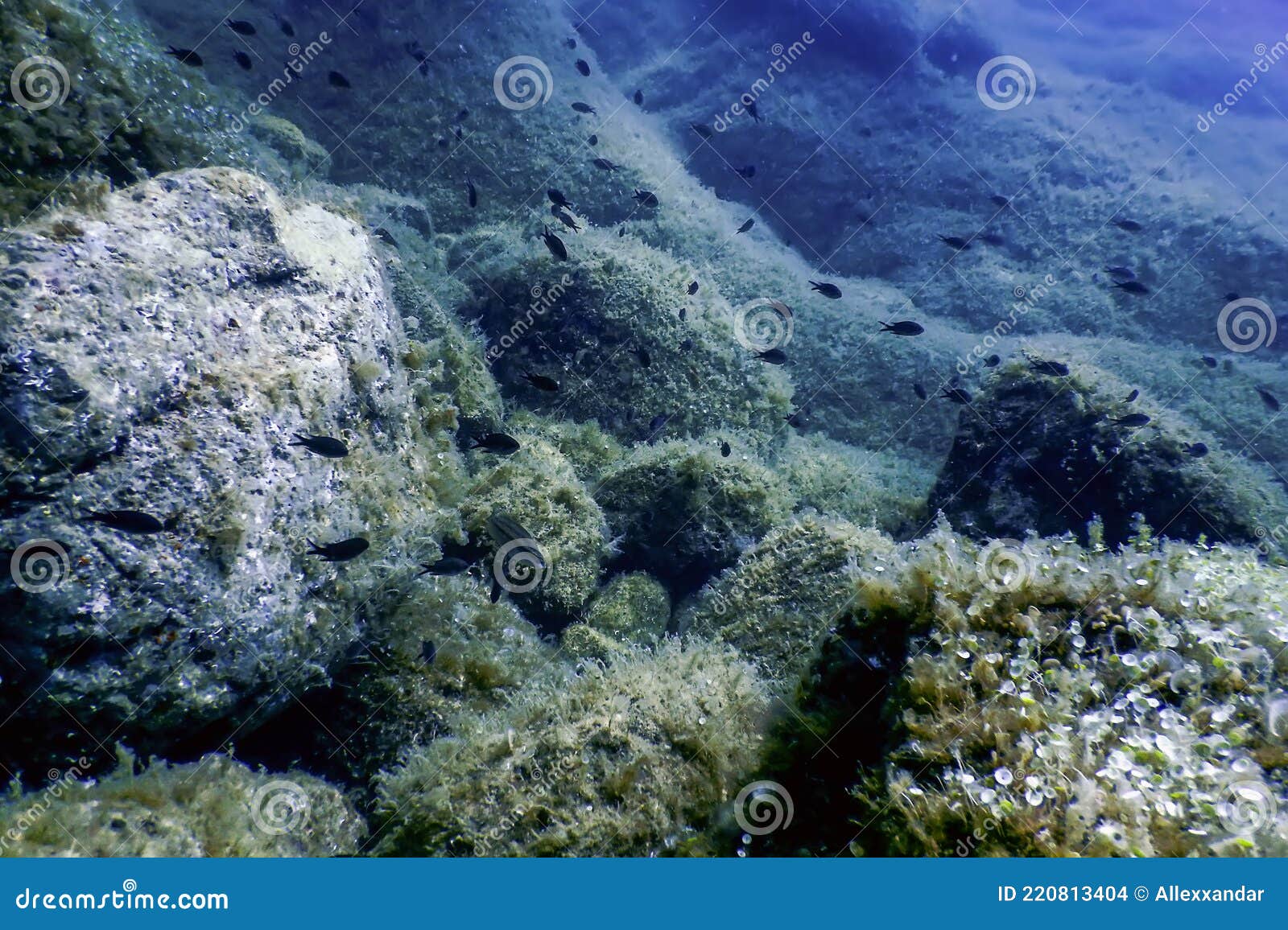 Sea Life Underwater Rocks Sunlight, Underwater Life Stock Photo - Image ...