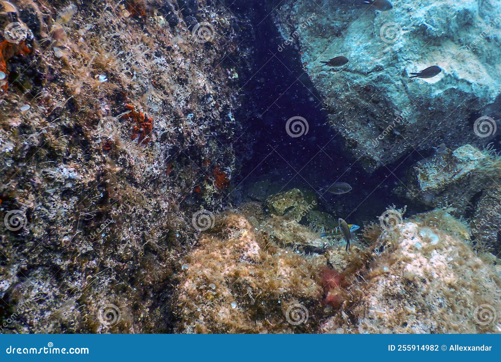 Sea Life Underwater Rocks Sunlight, Underwater Life Stock Photo - Image ...