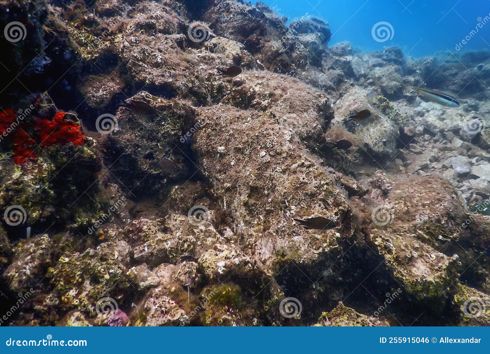 Sea Life Underwater Rocks Sunlight, Underwater Life Stock Photo - Image ... Sea Life Underwater Rocks Sunlight, Underwater Life Stock Photo - Image ...