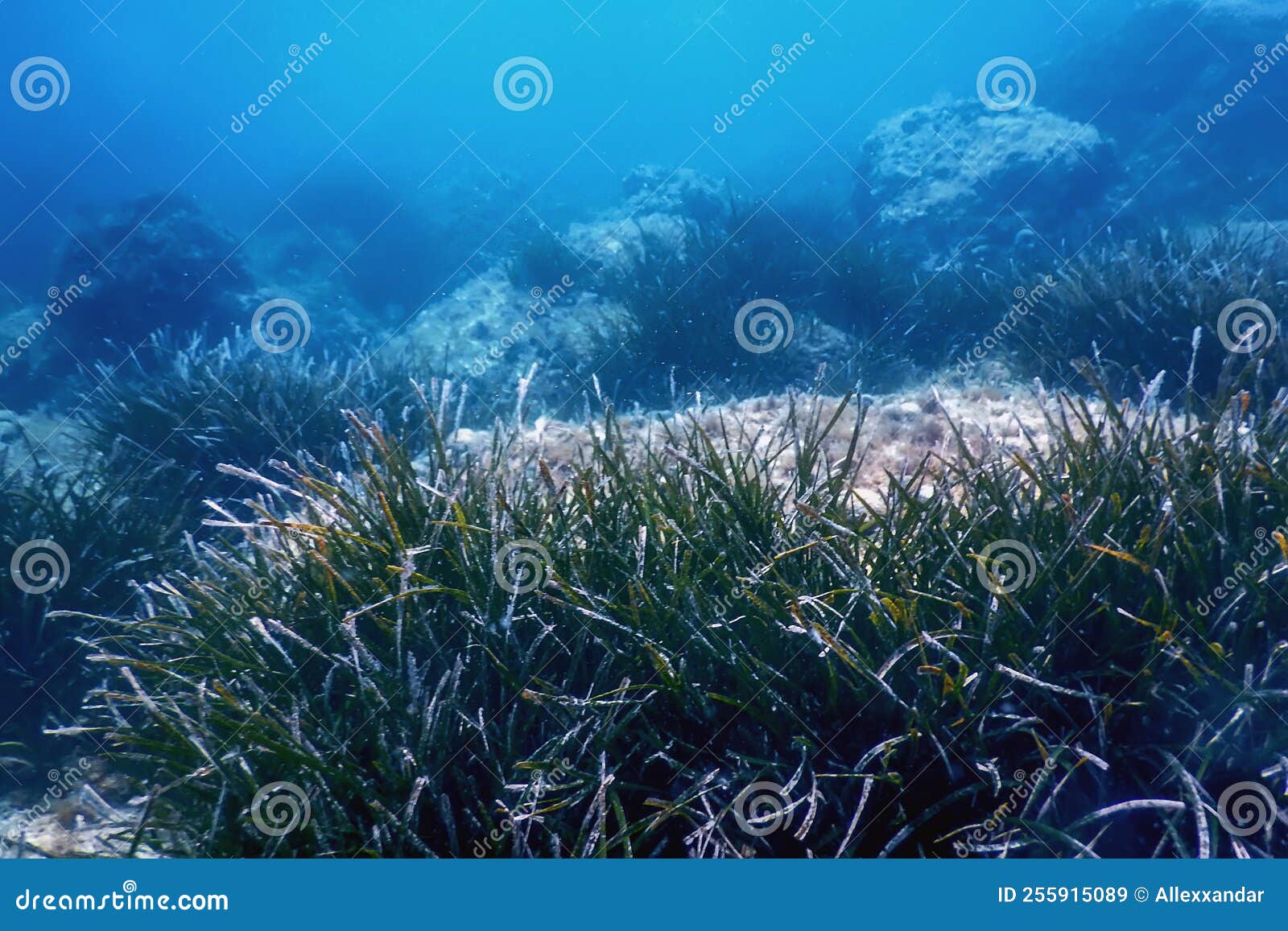 Sea Life Underwater Rocks Sunlight, Underwater Life Stock Image - Image ...