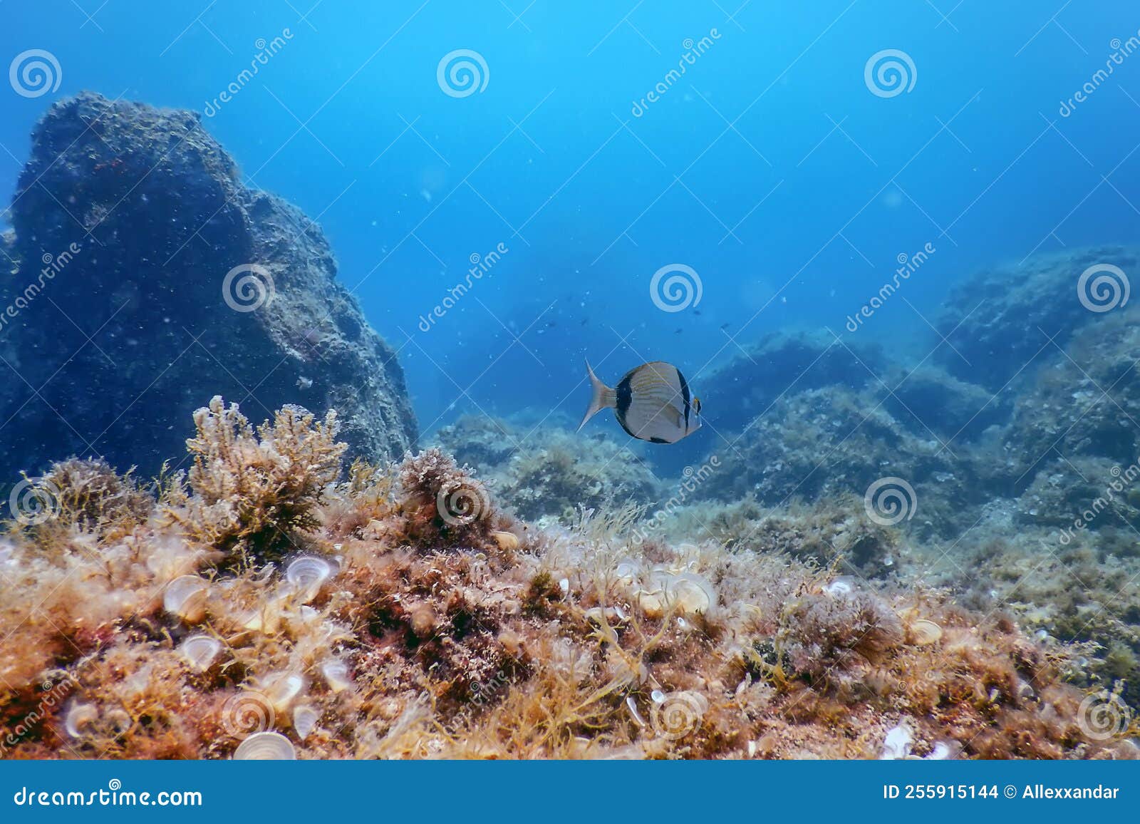 Sea Life Underwater Rocks Sunlight, Underwater Life Stock Photo - Image ... Sea Life Underwater Rocks Sunlight, Underwater Life Stock Photo - Image ...