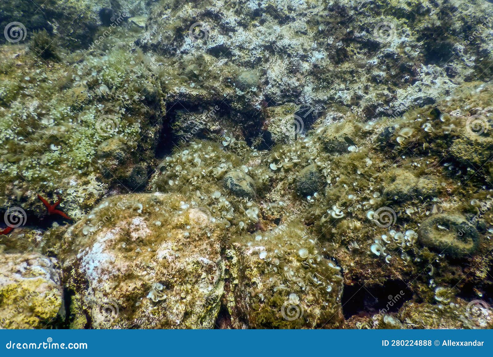 Sea Life Underwater Rocks Sunlight, Underwater Life Stock Photo - Image ...