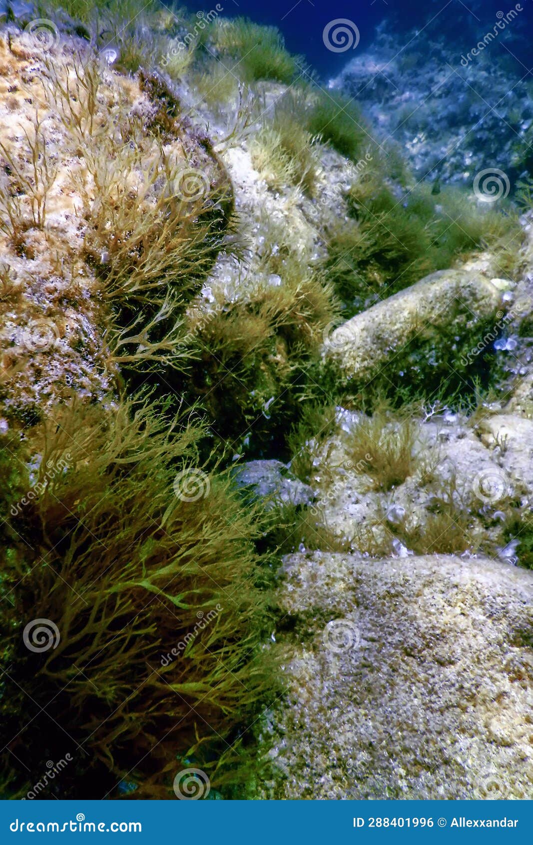 Sea Life Underwater Rocks Sunlight, Underwater Life Stock Photo - Image ...