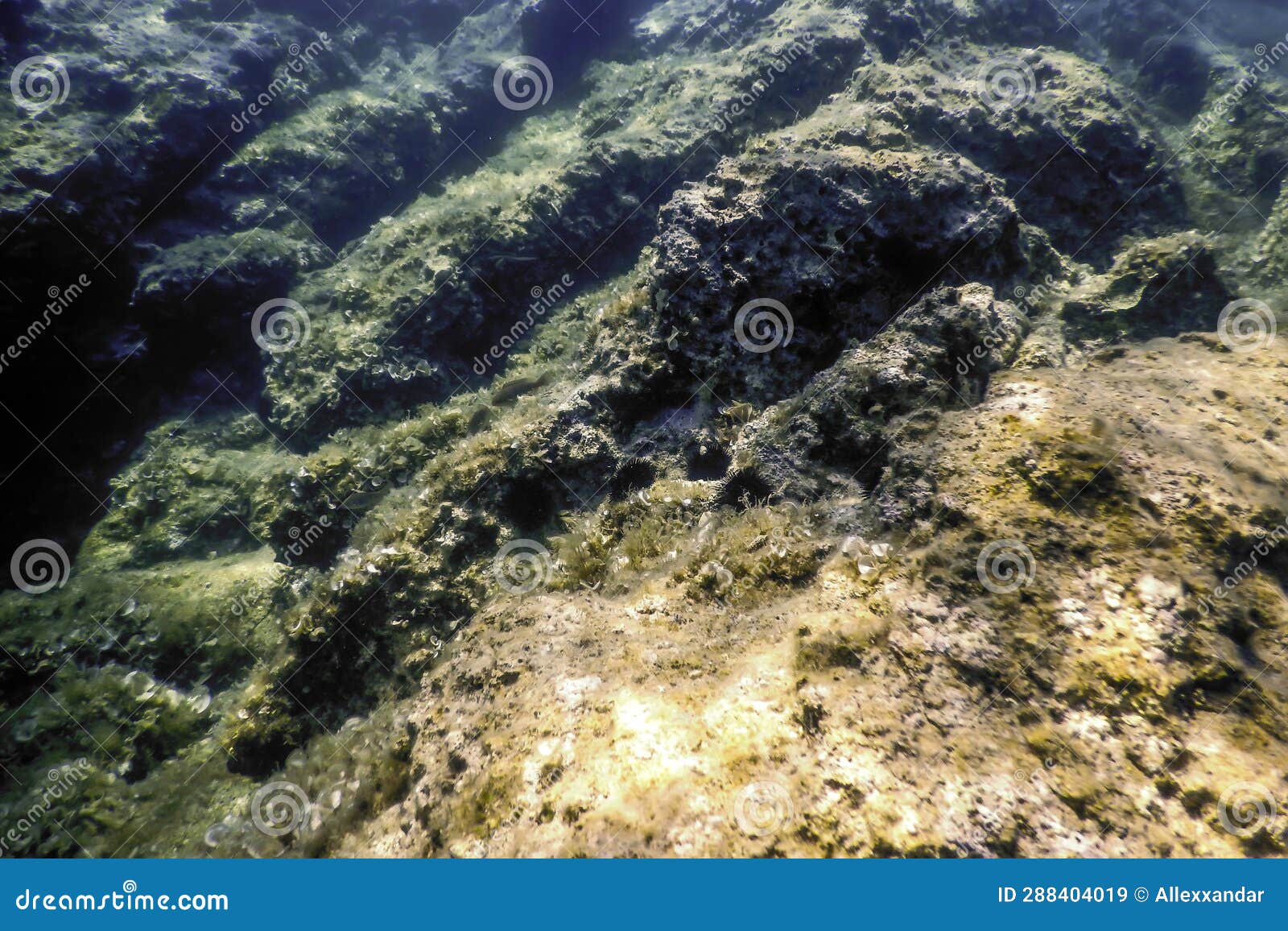 Sea Life Underwater Rocky Seabed Stock Image - Image of swimming ...