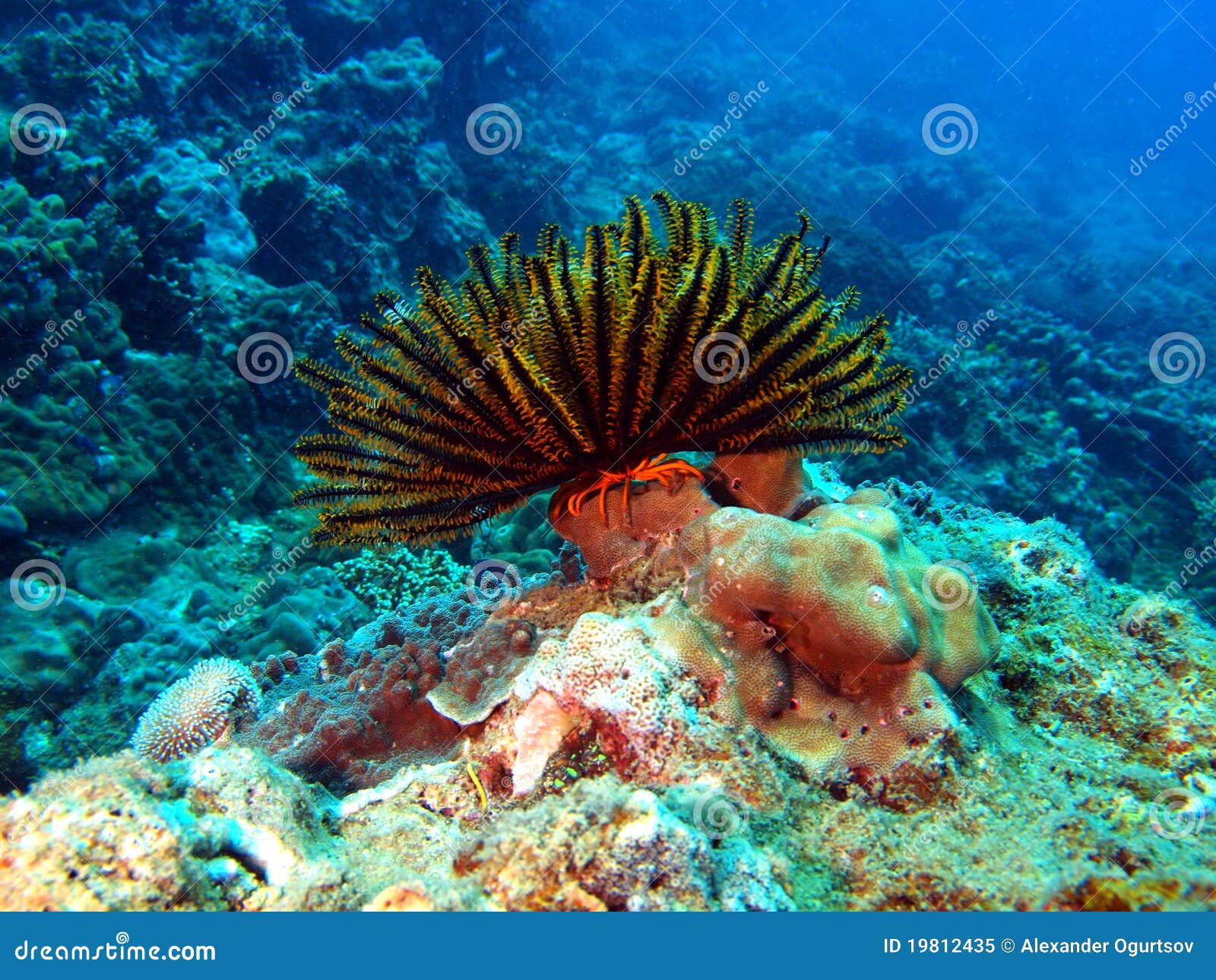 Sea lily stock image. Image of world, vietnam, nature - 19812435