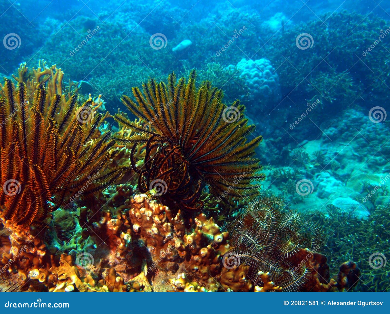 Sea lily stock image. Image of water, nature, reef, tropic - 20821581