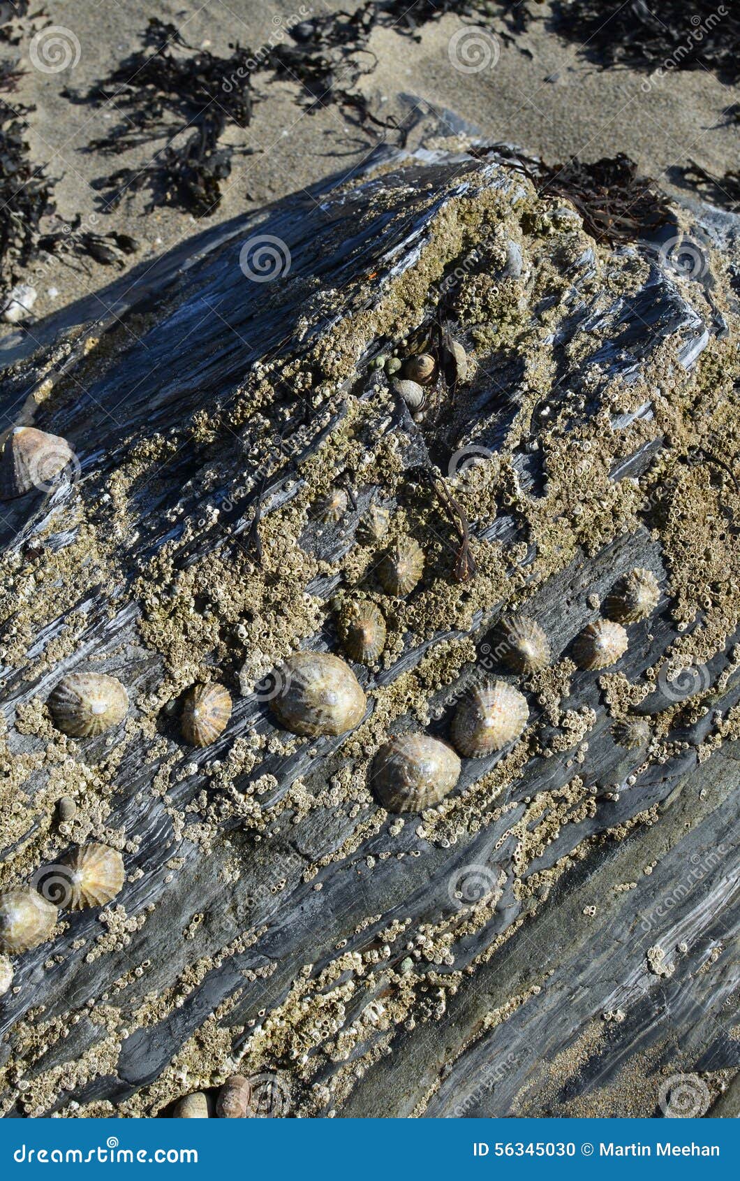 Sea Limpets on a Seashore Rock. Stock Photo - Image of seaside, coast ...