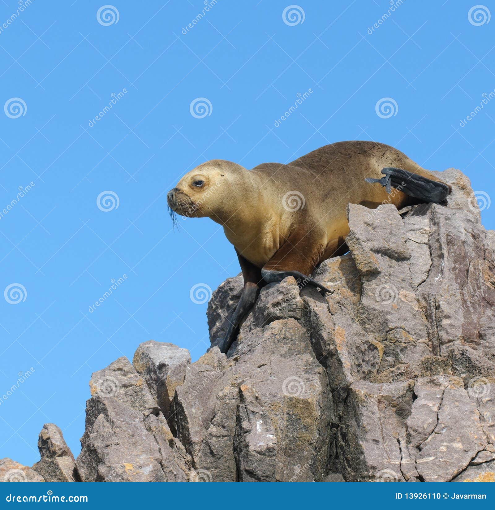 Sea Lion stock photo. Image of shore, ecology, fins, close - 13926110