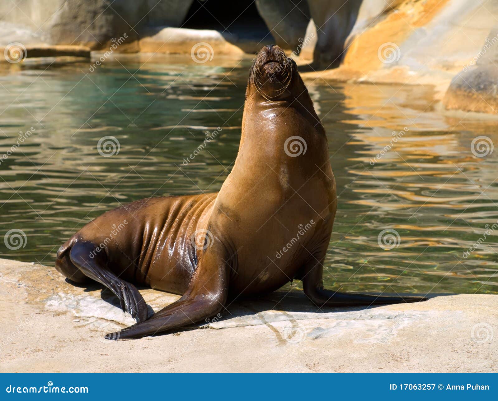 Sea-lion stock image. Image of flippers, beach, cape - 17063257