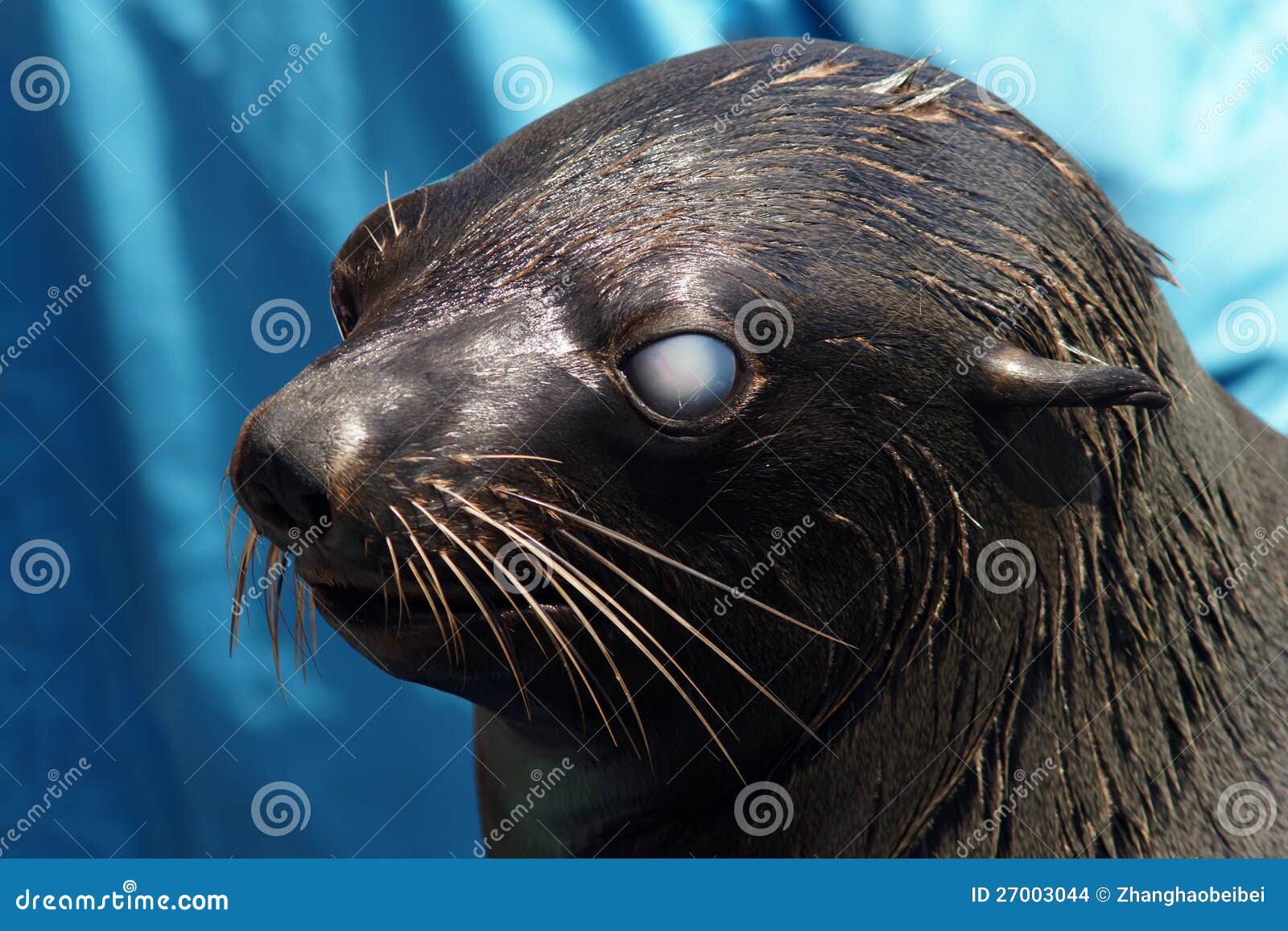 Sea lion stock photo. Image of head, animal, mammal, beard - 27003044
