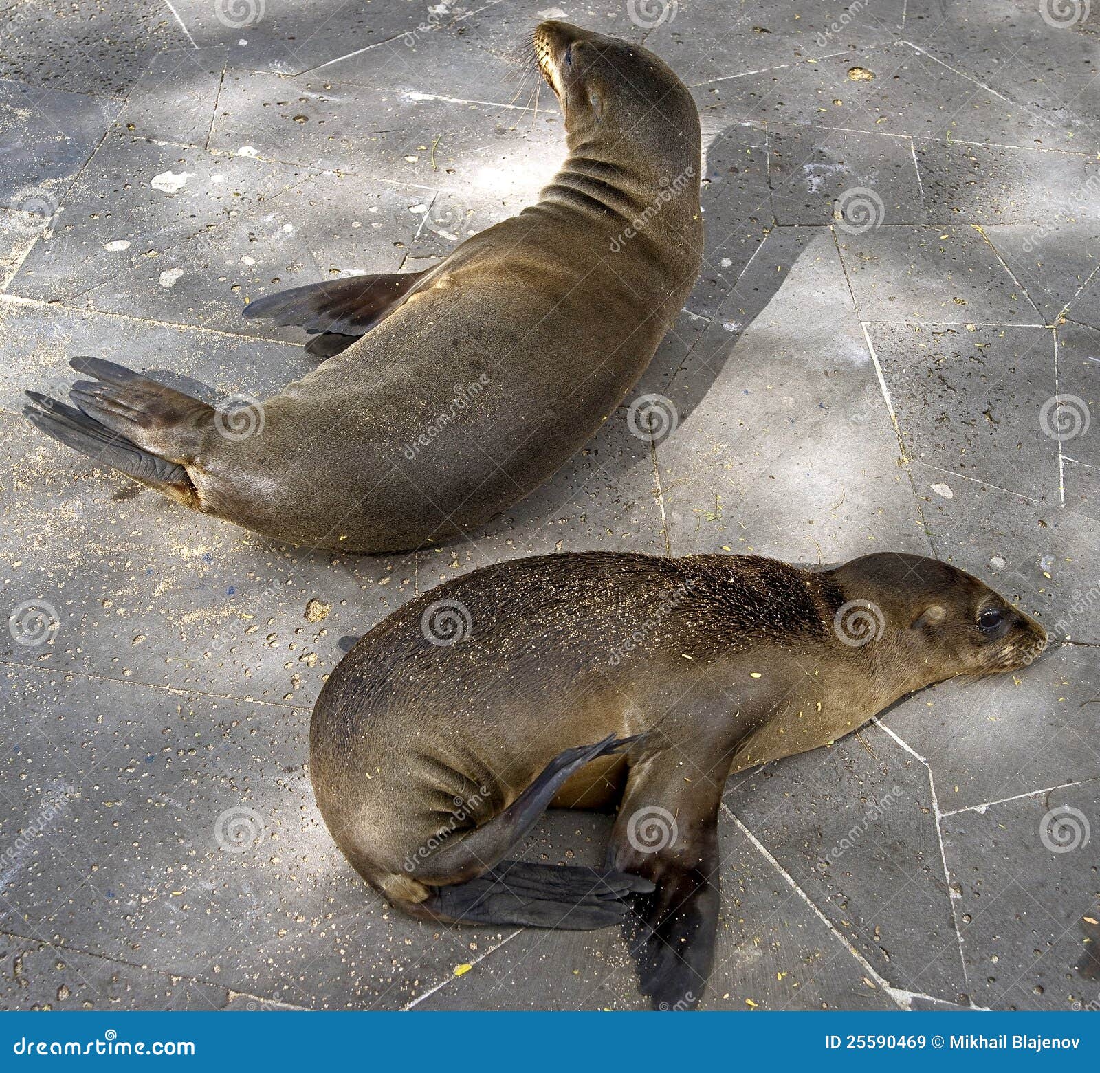 Sea-lion 3 stock image. Image of smile, creature, stone - 25590469