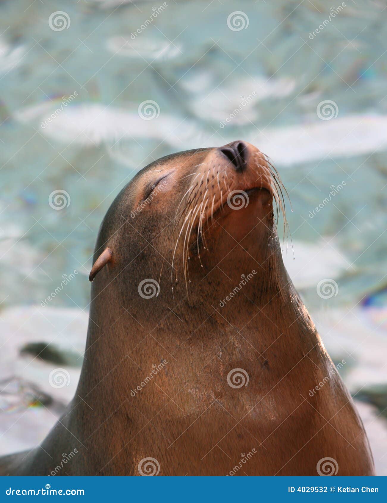 Sea Lion stock photo. Image of outdoor, smile, animal - 4029532