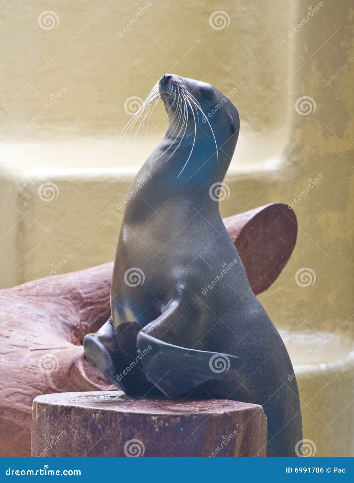 Sea lion stock photo. Image of islands, clapping, marine - 6991706