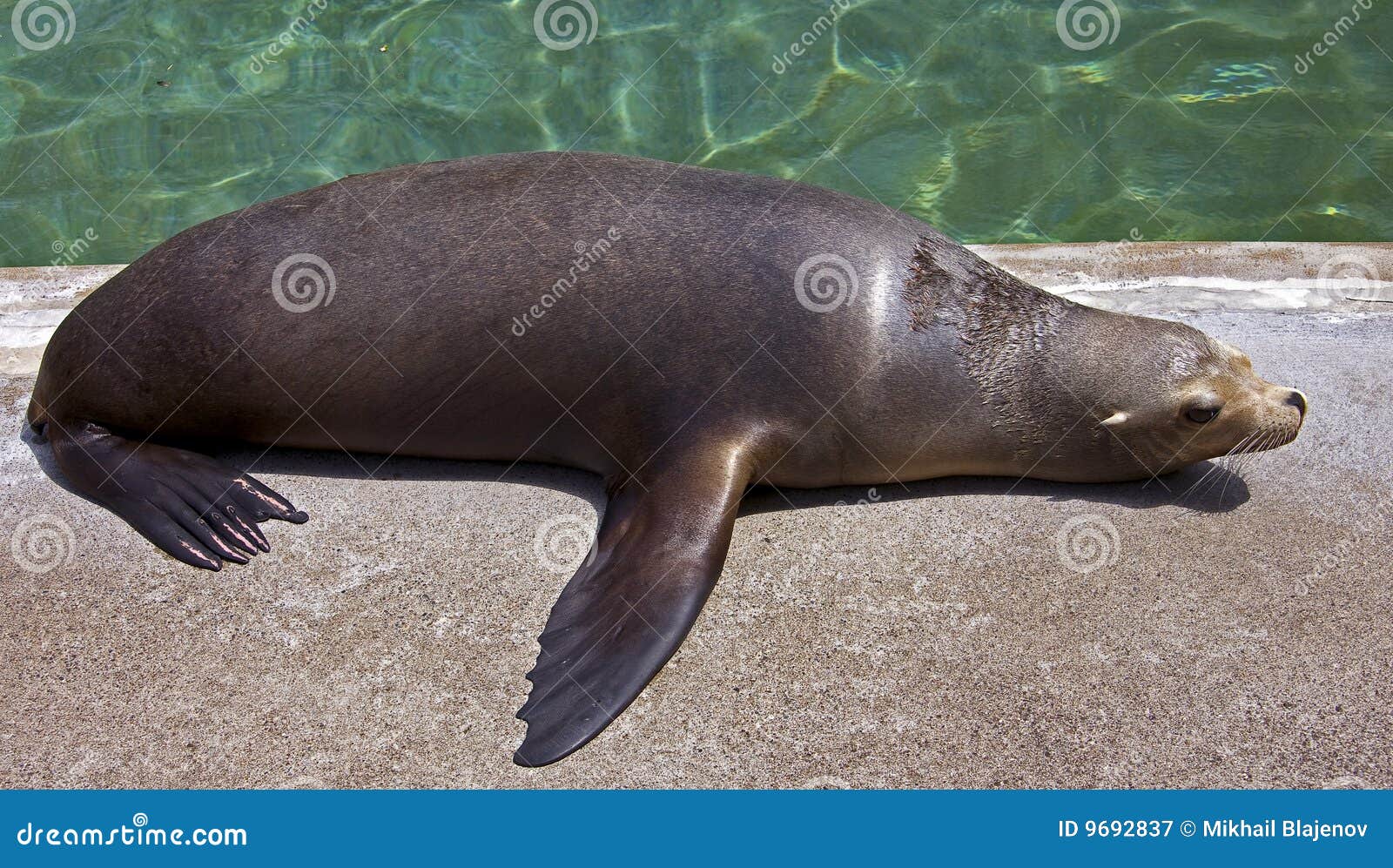Sea-lion 8 stock image. Image of streamline, animal, female - 9692837