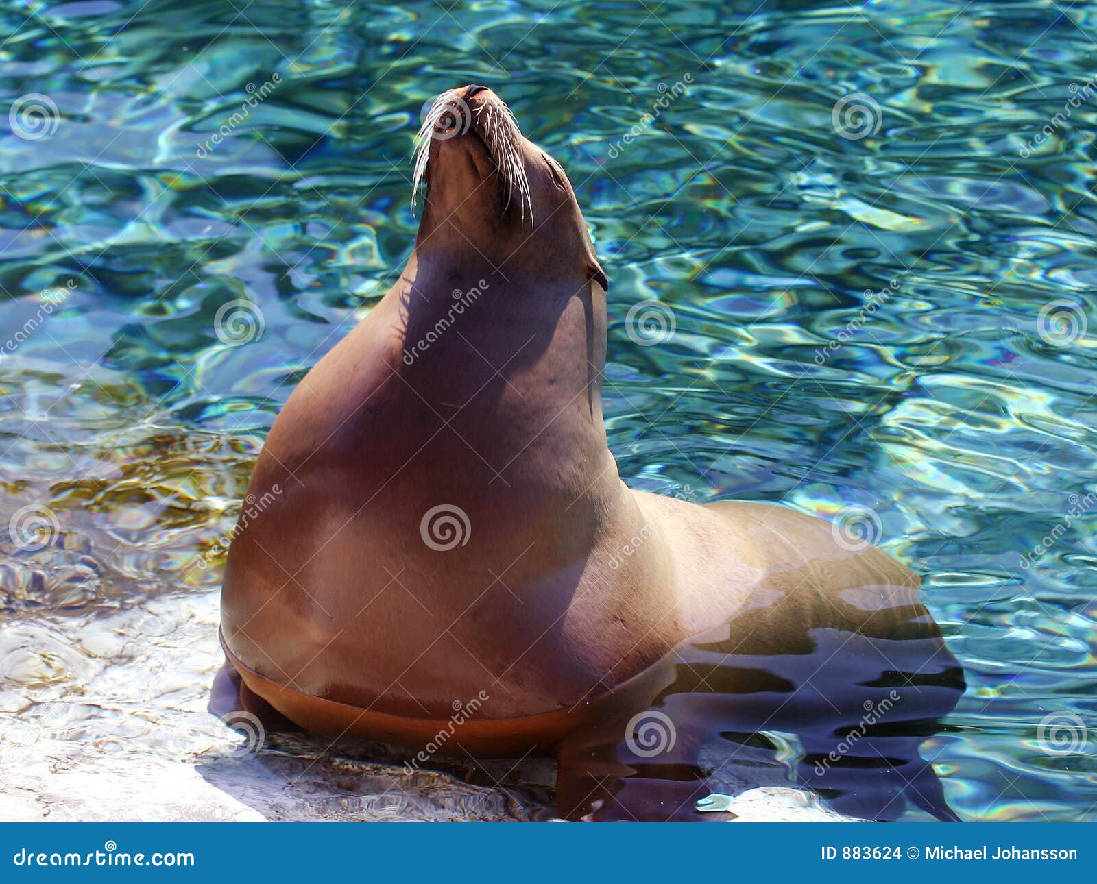 Sea Lion stock photo. Image of warm, sealion, sunlight - 883624