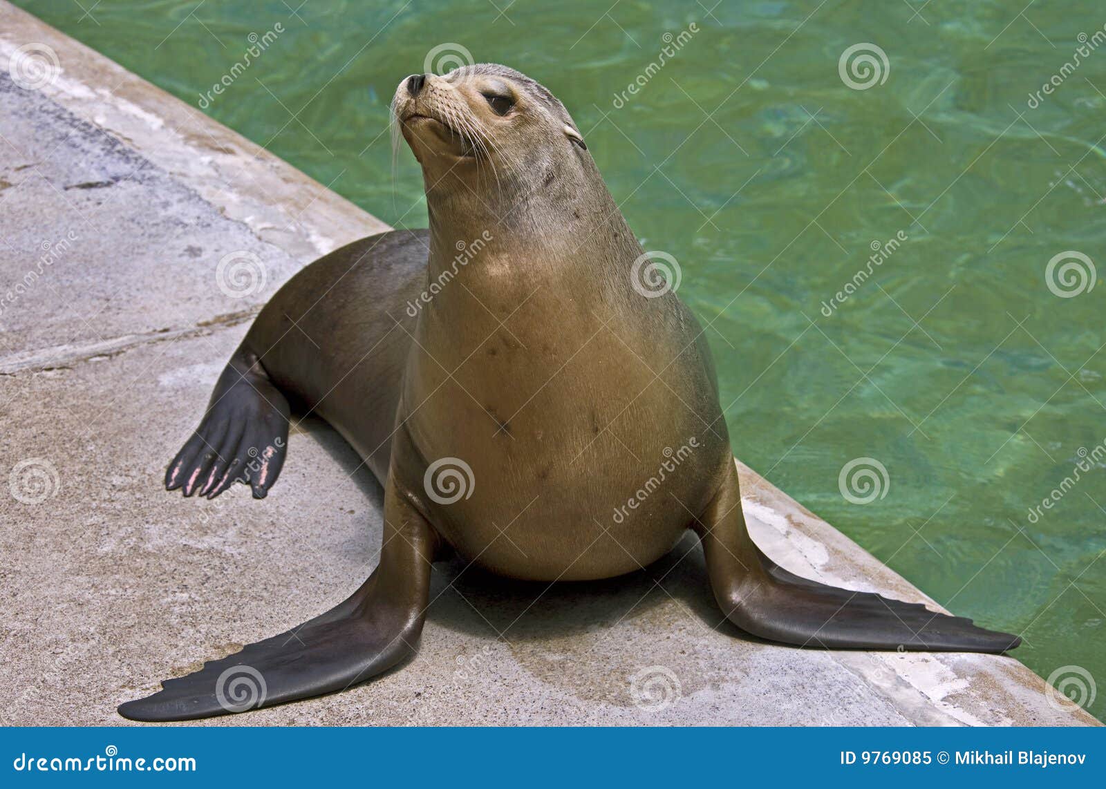 Sea-lion 9 stock image. Image of view, fins, female, quay - 9769085