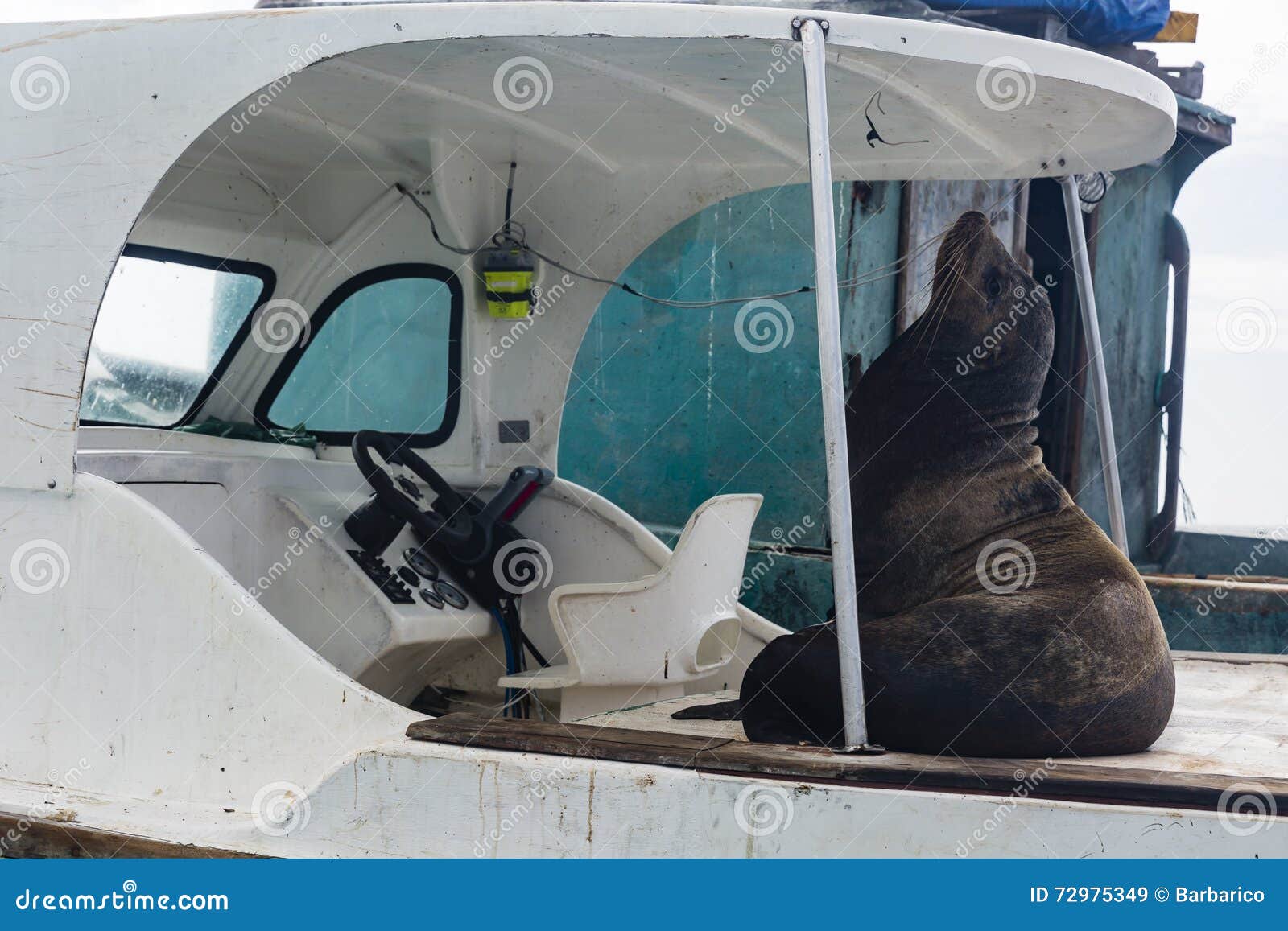 A Sea Lion on a boat stock image. Image of island, south - 72975349