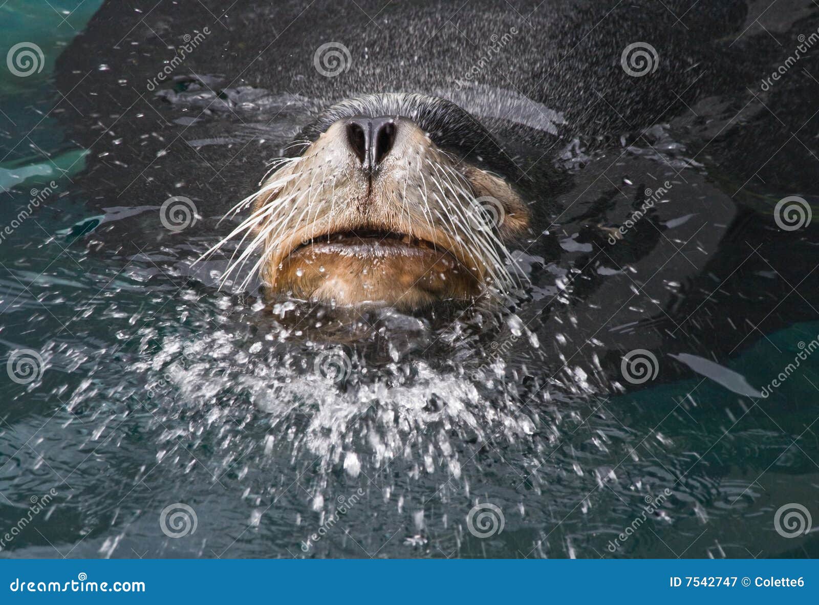 Sea Lion Bull Leader Splashing Stock Image - Image of friendly ...