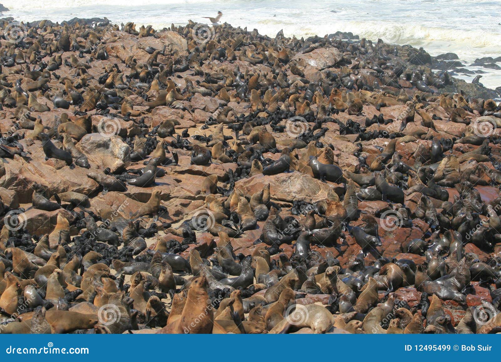 Sea-lion colony stock image. Image of coast, nature, habitat - 12495499