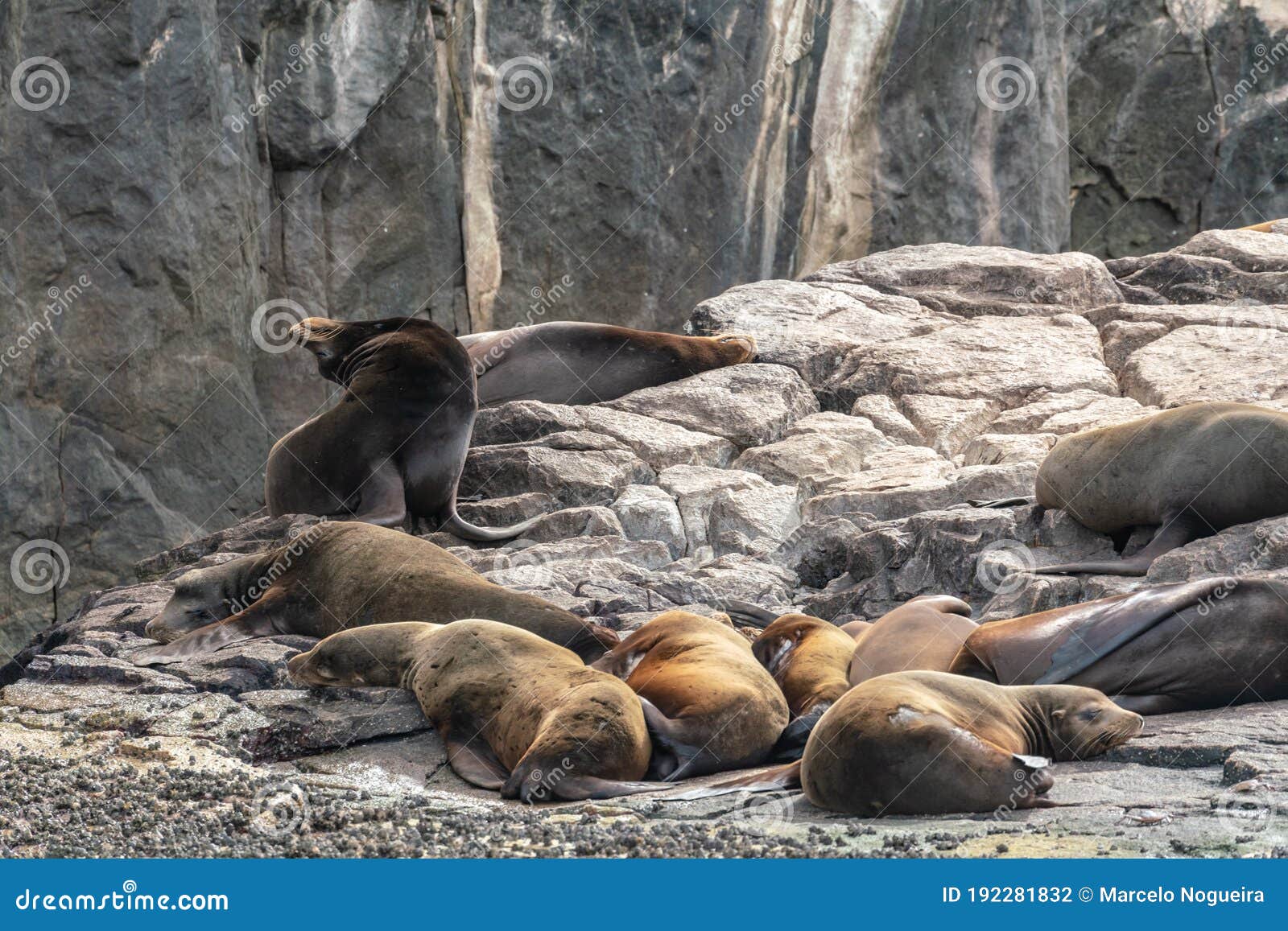 Sea lion colony stock photo. Image of rocks, wildlife - 192281832
