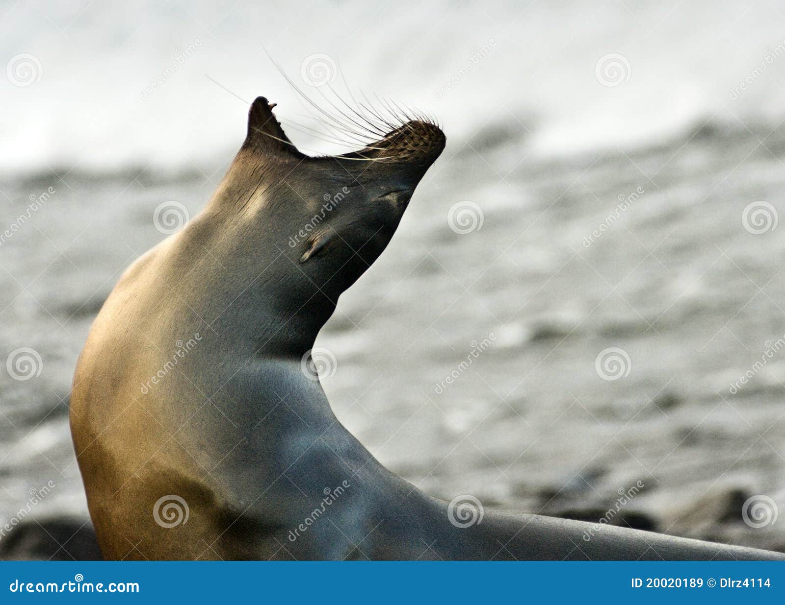 Sea Lion at Dawn stock image. Image of wave, lion, yawn - 20020189