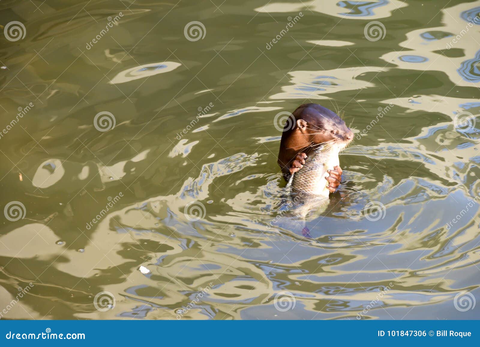 Sea Lion Eating Fish on Waters Stock Photo - Image of blood, ocean ...