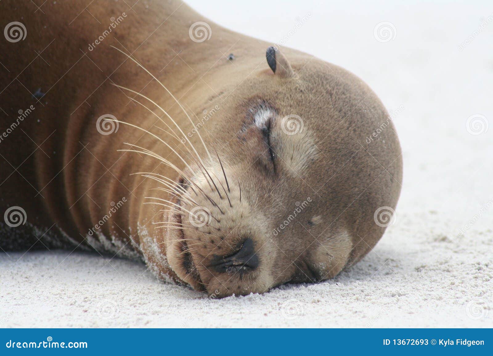 Sea lion face stock image. Image of cute, animal, exotic - 13672693
