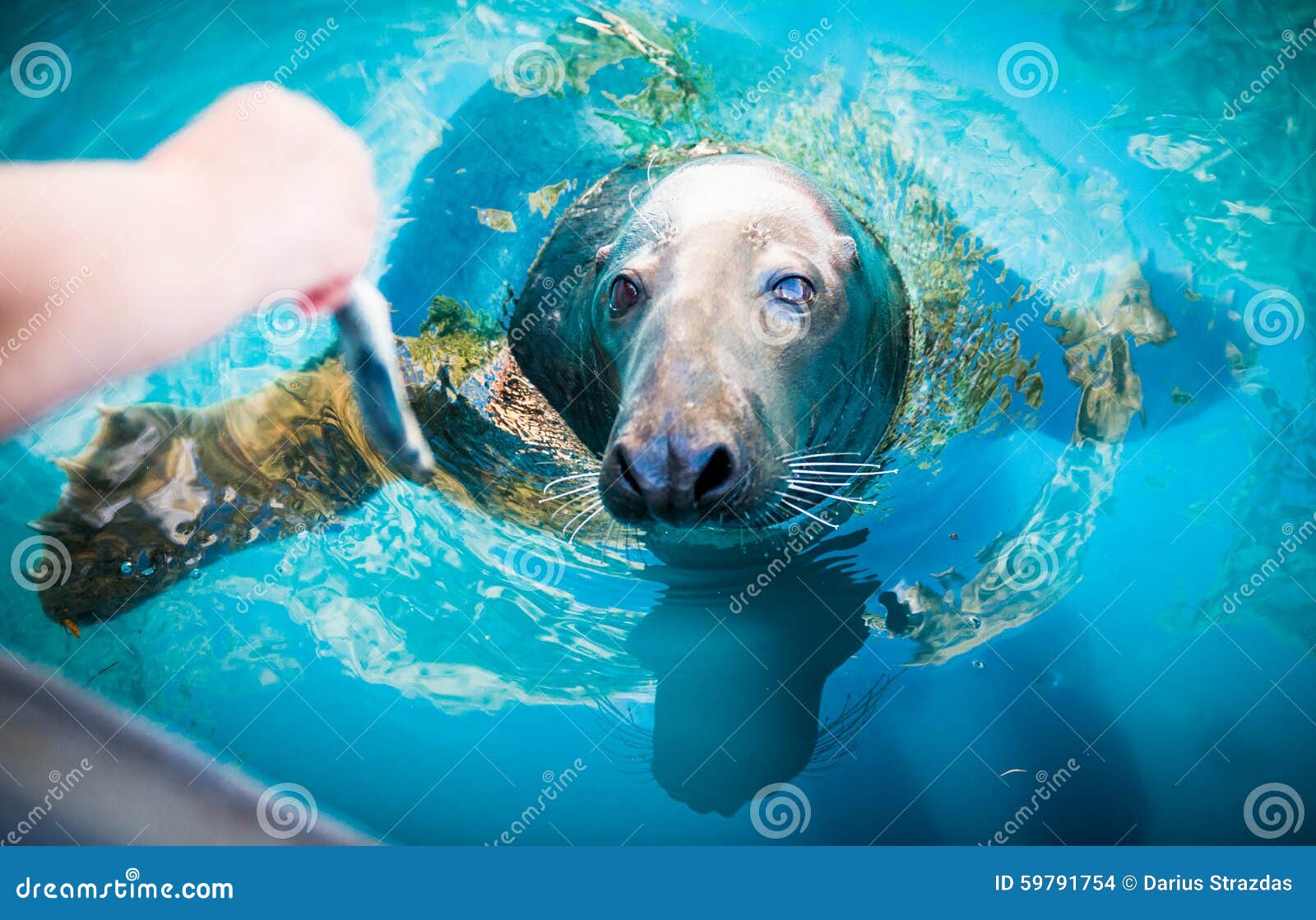 Sea lion feeding stock photo. Image of brown, cute, outdoors - 59791754