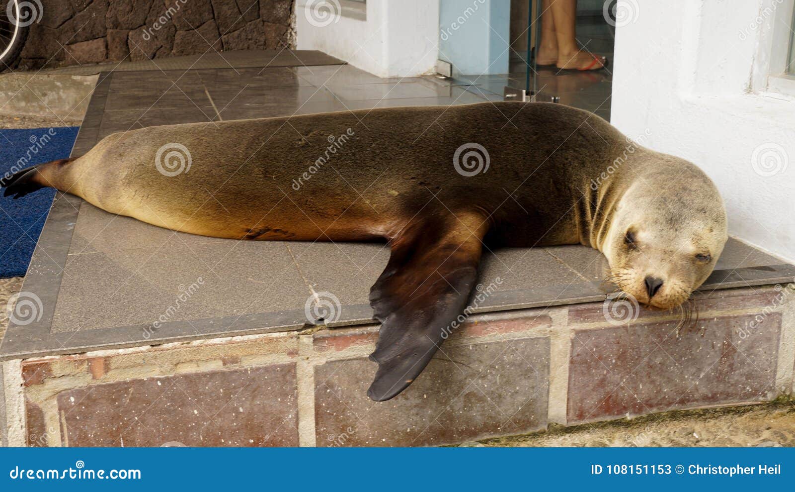 Sea Lion in Front of a Bank in Galapagos. Stock Image - Image of ...