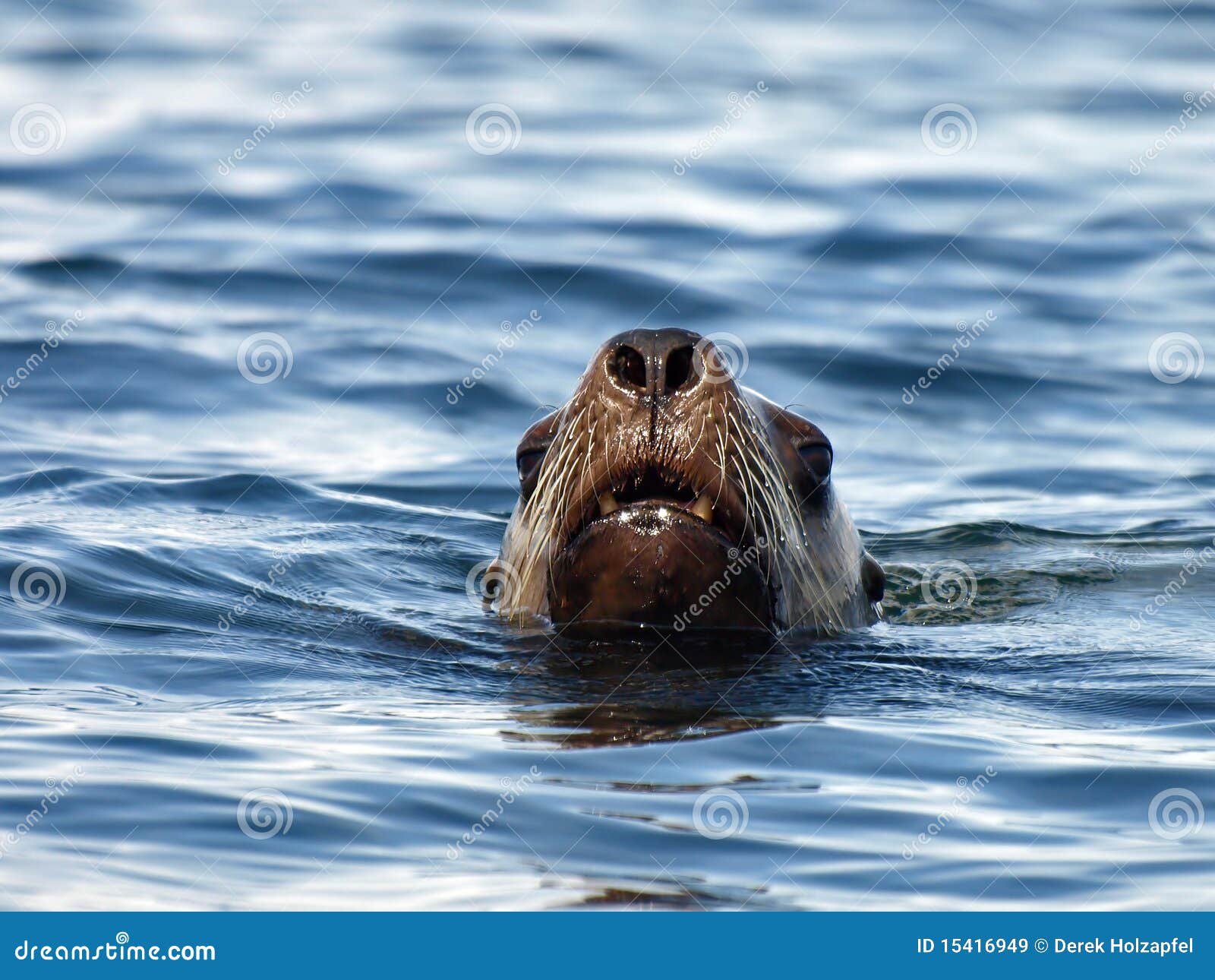 Sea Lion Head stock image. Image of marine, ocean, mouth - 15416949