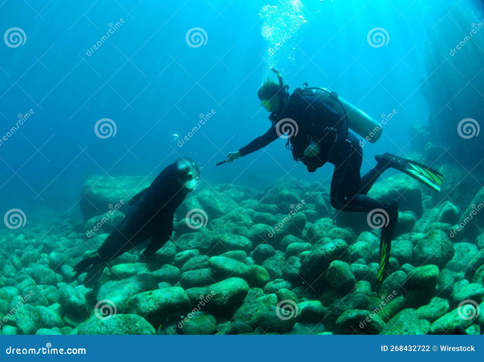 Sea Lion with Human in Ocean during Scuba Diving Stock Photo - Image of ...