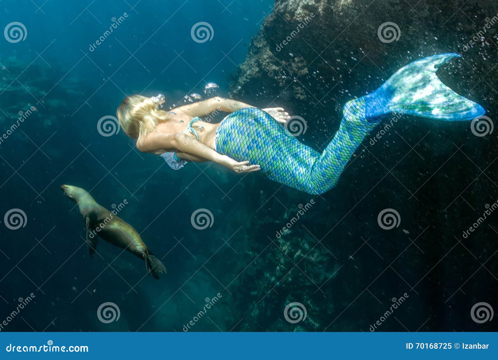 Sea Lion And Mermaid Underwater Stock Image Image Of Siren Waves 70168725