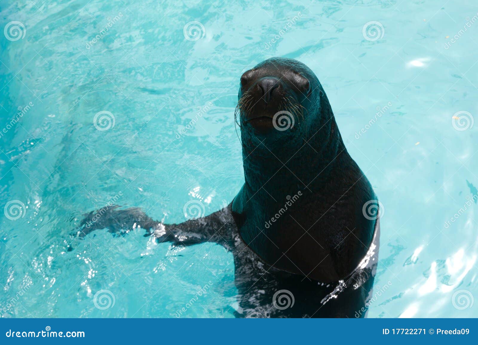 Sea lion in pool stock image. Image of brown, beautiful - 17722271