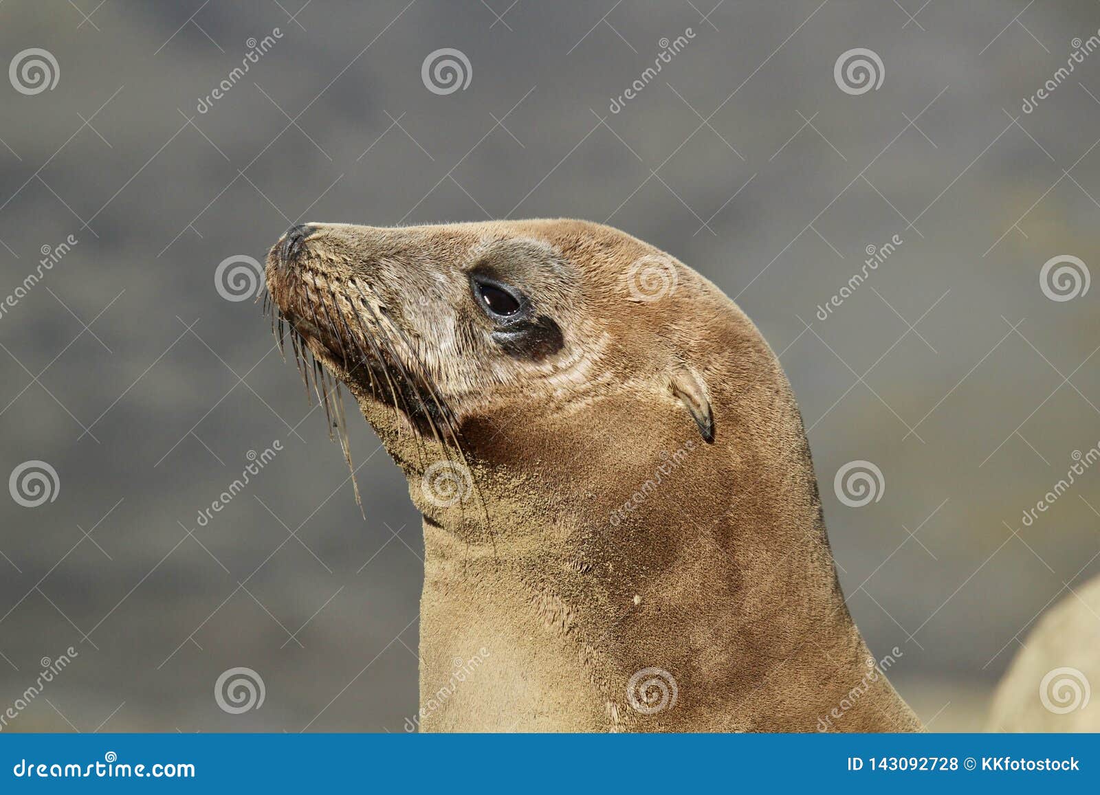 Sea lion profile view stock photo. Image of brown, head - 143092728