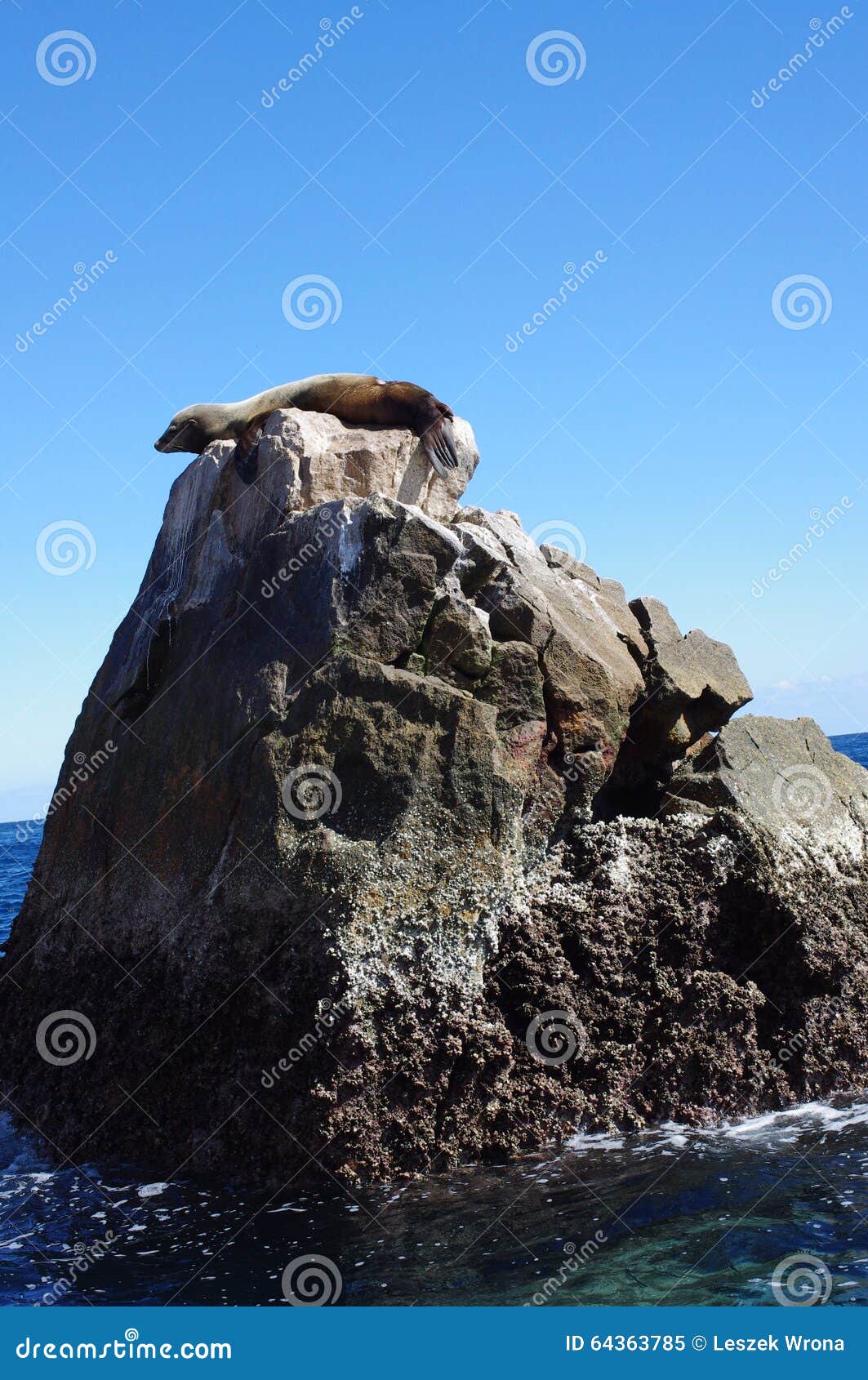 Sea lion on a rock stock image. Image of species, zoology - 64363785