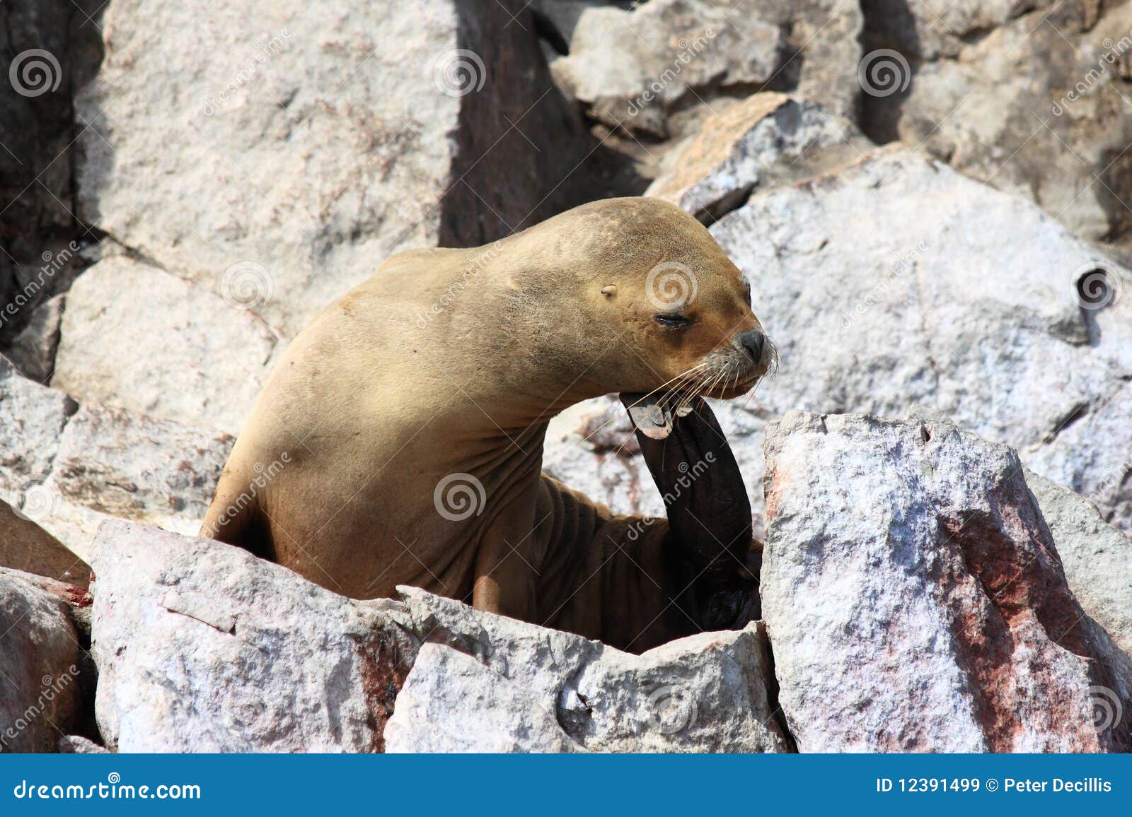 Sea lion on rocks stock image. Image of single, rocks - 12391499
