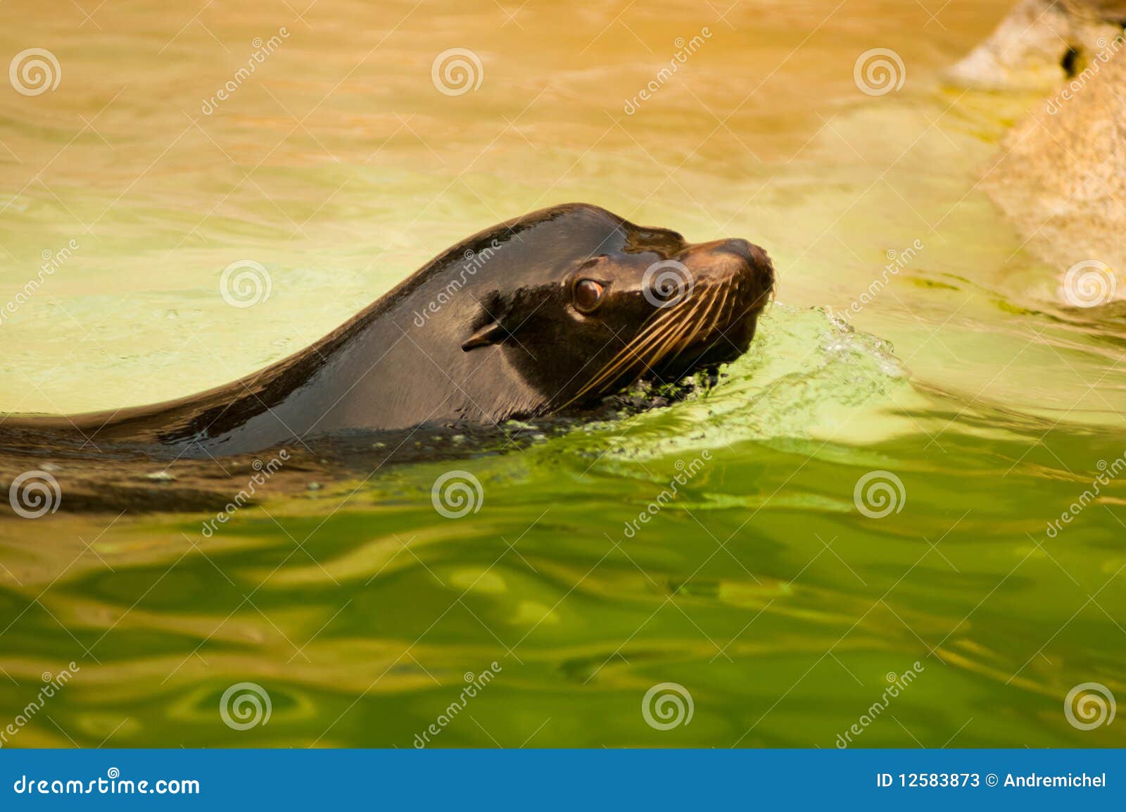 Sea lion swimming stock image. Image of swimming, outdoor - 12583873