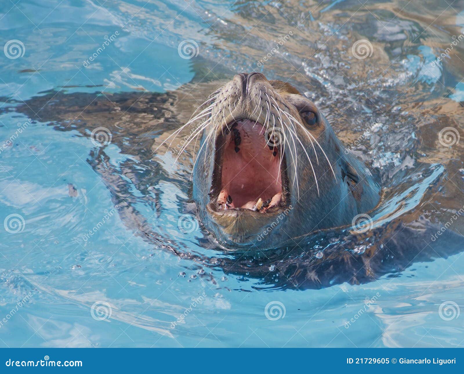 Sea lion swimming stock image. Image of life, exotic - 21729605