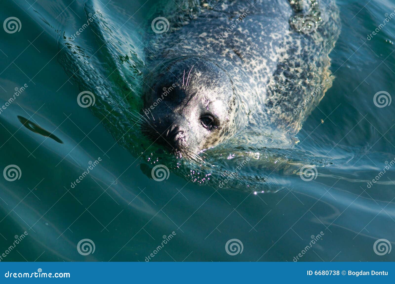 Sea lion swimming in ocean stock photo. Image of lone - 6680738